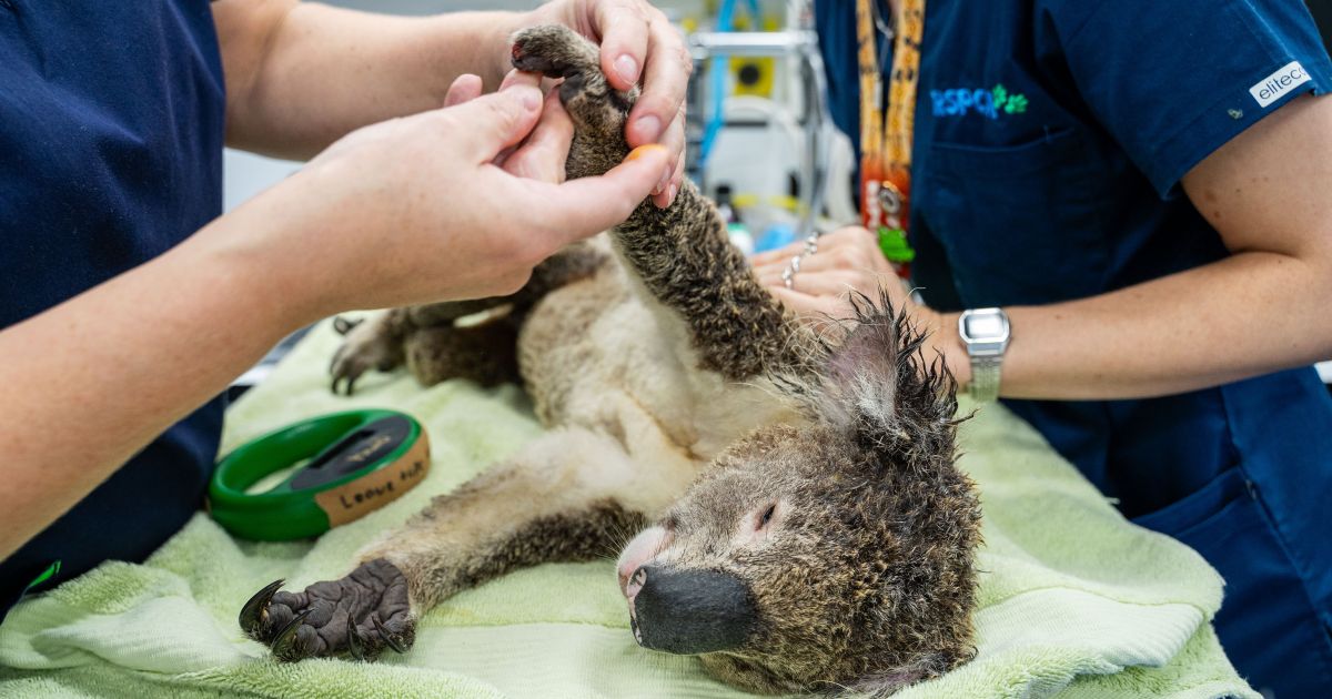 Donate to help animals in need | RSPCA Queensland