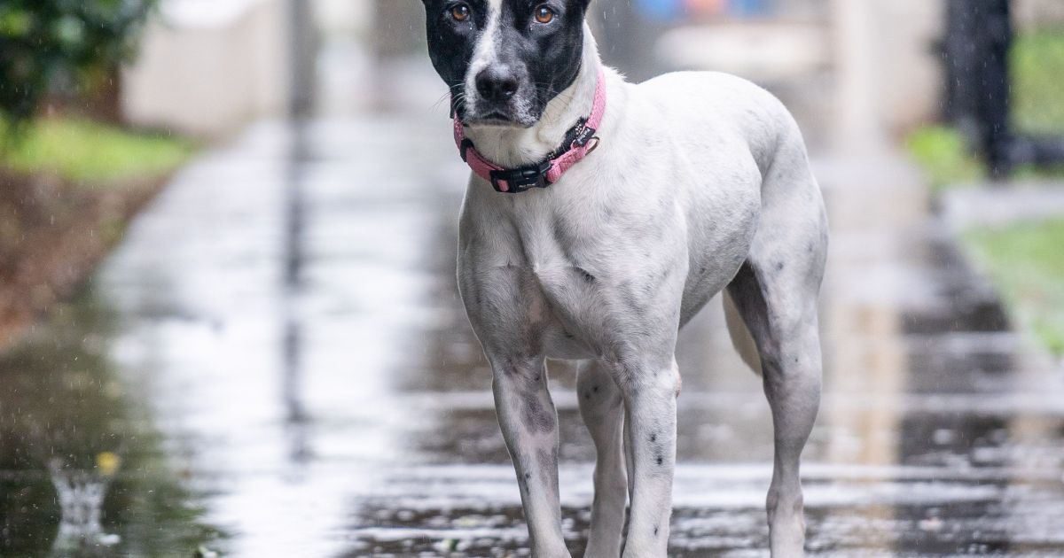 Donate to help animals in need | RSPCA Queensland